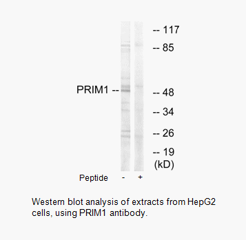 PRIM1 Antibody | AAT Bioquest