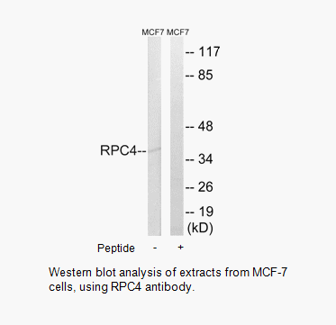RPC4 Antibody | AAT Bioquest