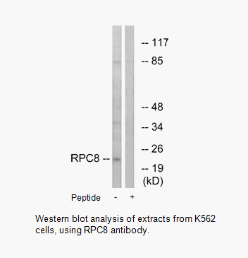 RPC8 Antibody | AAT Bioquest