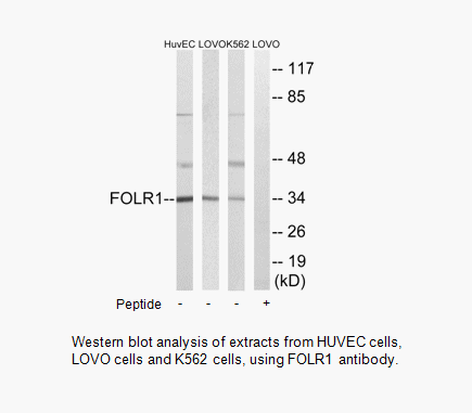 FOLR1 Antibody | AAT Bioquest