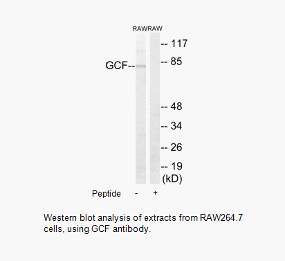 GCF Antibody | AAT Bioquest