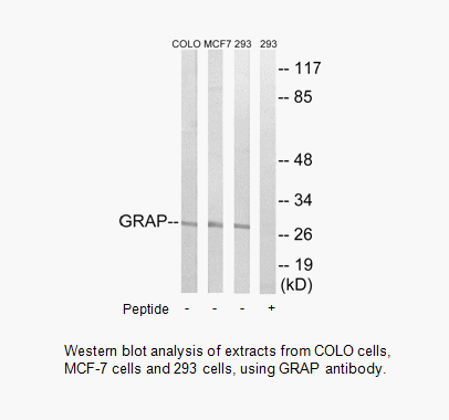 GRAP Antibody | AAT Bioquest
