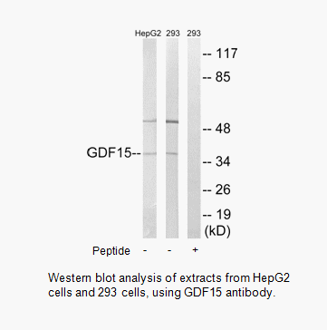 GDF15 Antibody | AAT Bioquest