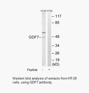 GDF7 Antibody | AAT Bioquest