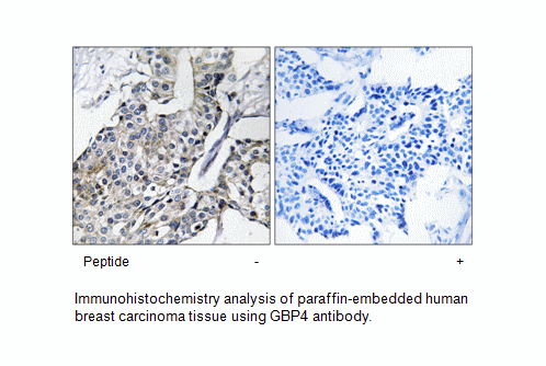 GBP4 Antibody | AAT Bioquest