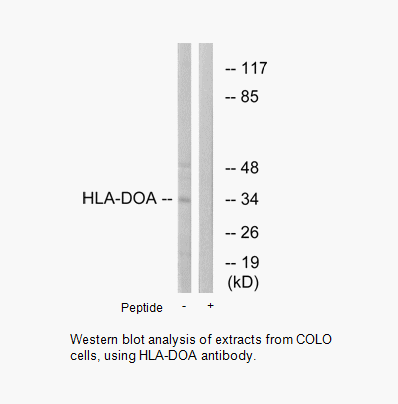 HLA-DOA Antibody | AAT Bioquest