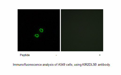 KIR2DL5B Antibody | AAT Bioquest