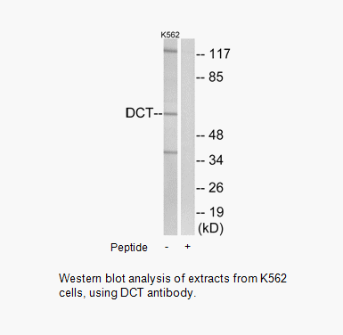 DCT Antibody | AAT Bioquest
