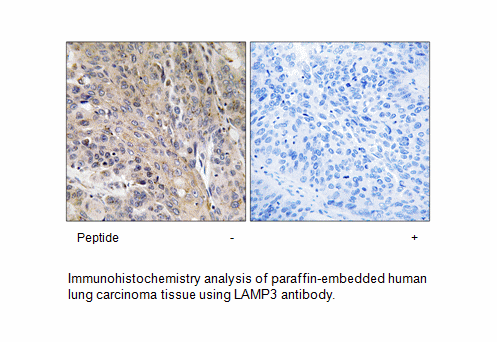 LAMP3 Antibody | AAT Bioquest