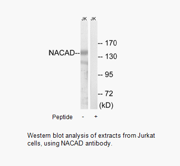 NACAD Antibody | AAT Bioquest