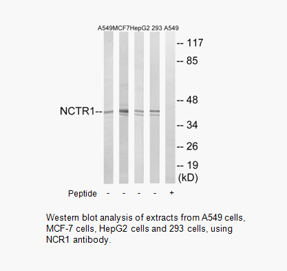 NCR1 Antibody | AAT Bioquest
