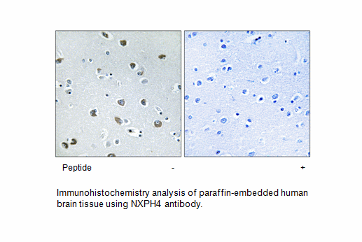 NXPH4 Antibody | AAT Bioquest
