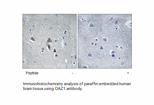 OAZ1 Antibody | AAT Bioquest