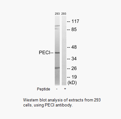 PECI Antibody | AAT Bioquest
