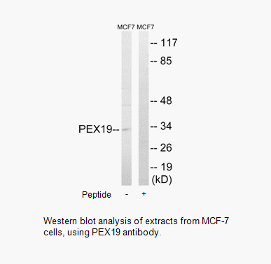 PEX19 Antibody | AAT Bioquest