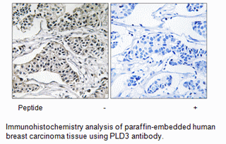PLD3 Antibody | AAT Bioquest