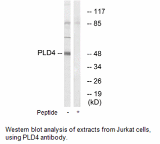 PLD4 Antibody | AAT Bioquest