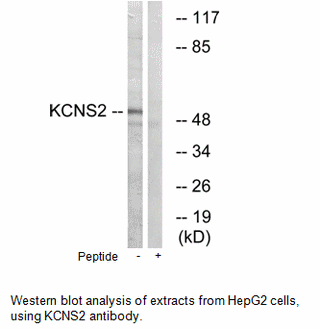 KCNS2 Antibody | AAT Bioquest