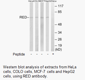 RED Antibody | AAT Bioquest