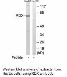 RDX Antibody | AAT Bioquest