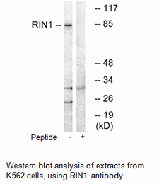 RIN1 Antibody | AAT Bioquest