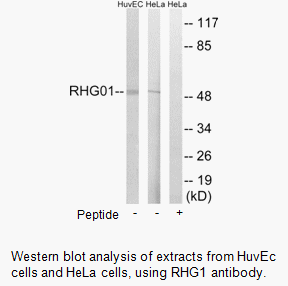 RHG1 Antibody | AAT Bioquest