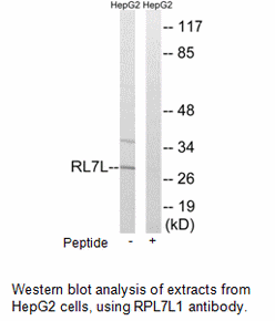RPL7L1 Antibody | AAT Bioquest