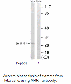 MRRF Antibody | AAT Bioquest