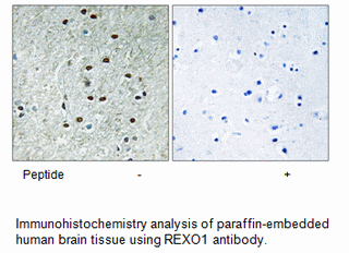 REXO1 Antibody | AAT Bioquest