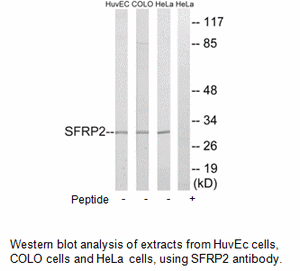 SFRP2 Antibody | AAT Bioquest