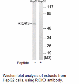 RIOK3 Antibody | AAT Bioquest