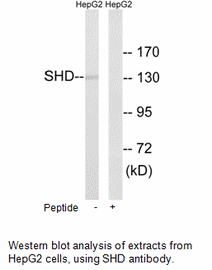 SHD Antibody | AAT Bioquest