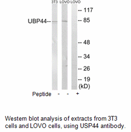 USP44 Antibody | AAT Bioquest