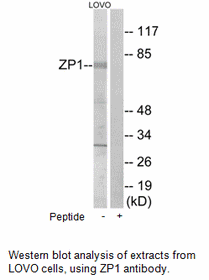 ZP1 Antibody | AAT Bioquest