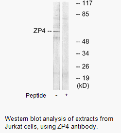 ZP4 Antibody | AAT Bioquest
