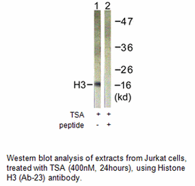 Histone H3 (Ab-23) Antibody | AAT Bioquest