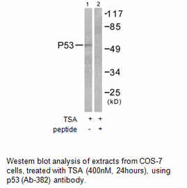 p53 (Ab-382) Antibody | AAT Bioquest