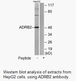 ADRB2 Antibody | AAT Bioquest