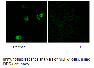 DRD4 Antibody | AAT Bioquest