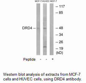 DRD4 Antibody | AAT Bioquest