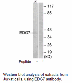 EDG7 Antibody | AAT Bioquest