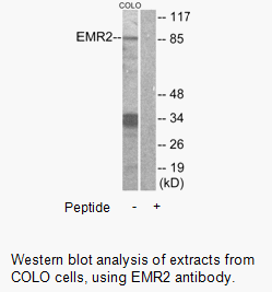 EMR2 Antibody | AAT Bioquest