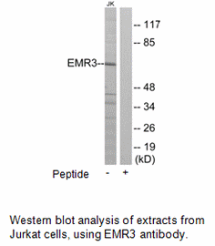 EMR3 Antibody | AAT Bioquest