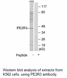 PE2R3 Antibody | AAT Bioquest