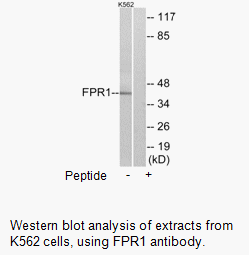 FPR1 Antibody | AAT Bioquest