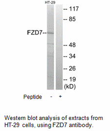 FZD7 Antibody | AAT Bioquest