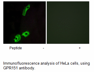 GPR151 Antibody | AAT Bioquest