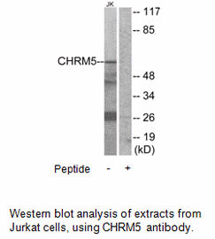 CHRM5 Antibody | AAT Bioquest