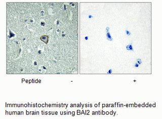 BAI2 Antibody | AAT Bioquest