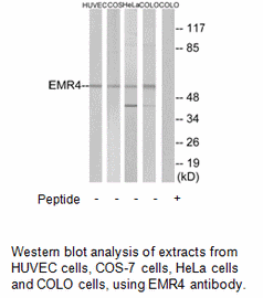 EMR4 Antibody | AAT Bioquest